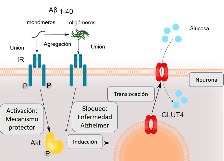 El péptido que une la diabetes y el Alzheimer - Focus UPF (UPF)
